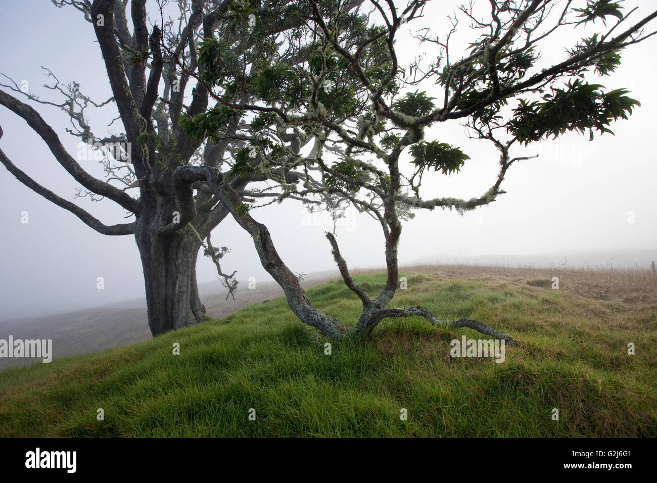 Mother Trees, old growth, Hawaiian Legacy Hardwood, Kukaiau Stock Photo ...