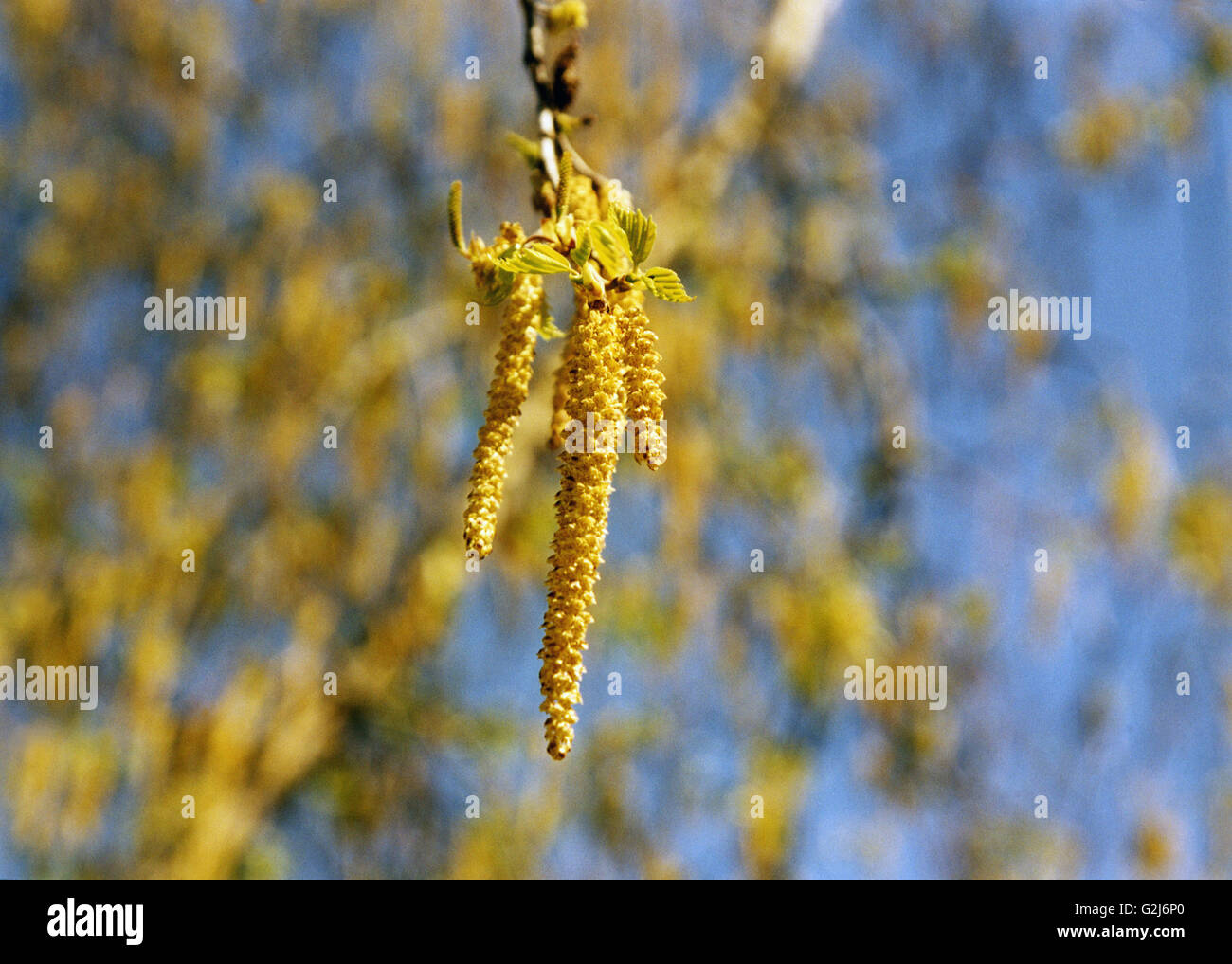 Flowering birch tree hi-res stock photography and images - Alamy