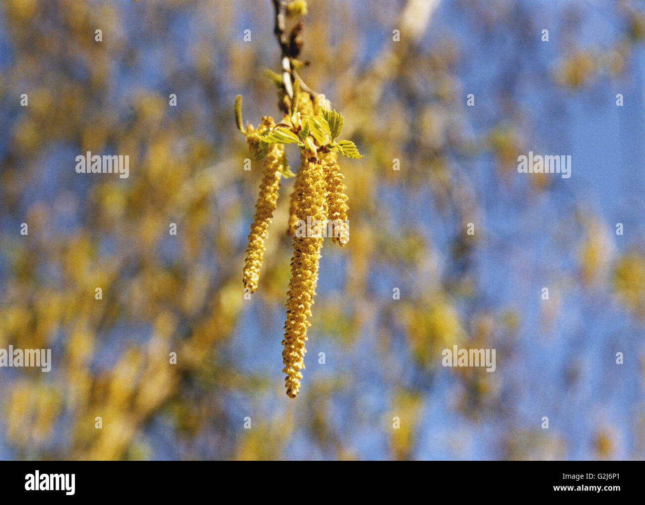 Flowering birch tree hi-res stock photography and images - Alamy