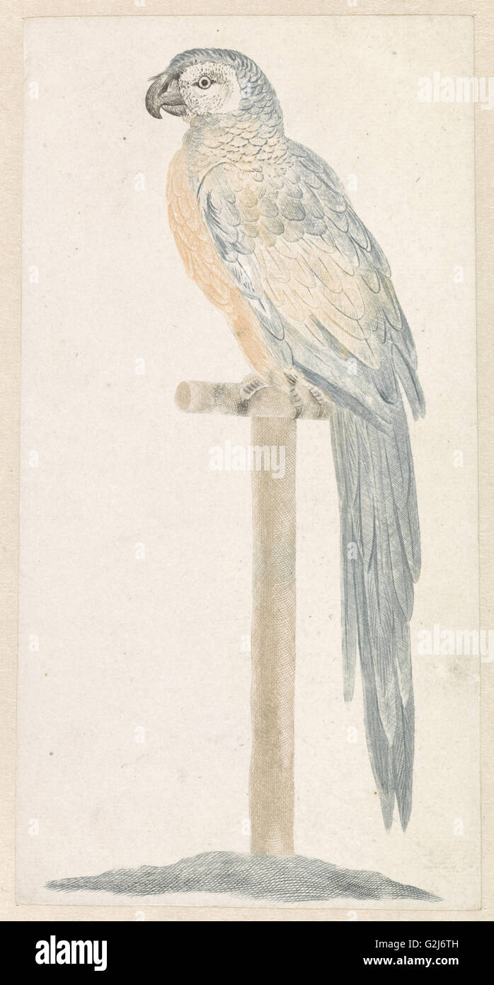 Parrot on stick, Anonymous, Johan Teyler, 1688 - 1698 Stock Photo - Alamy