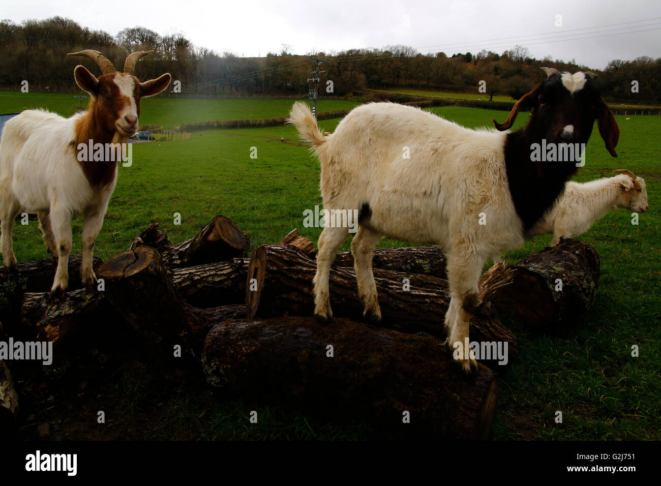 Lots of domestic goats at Ullacombe Farm shop are part of the ...