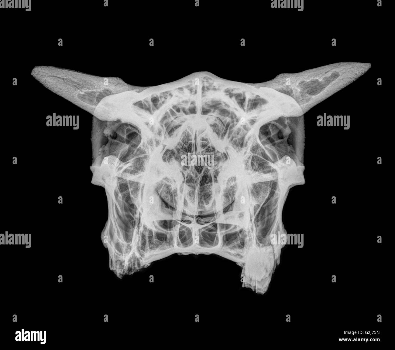 Cow anatomy hi-res stock photography and images - Alamy
