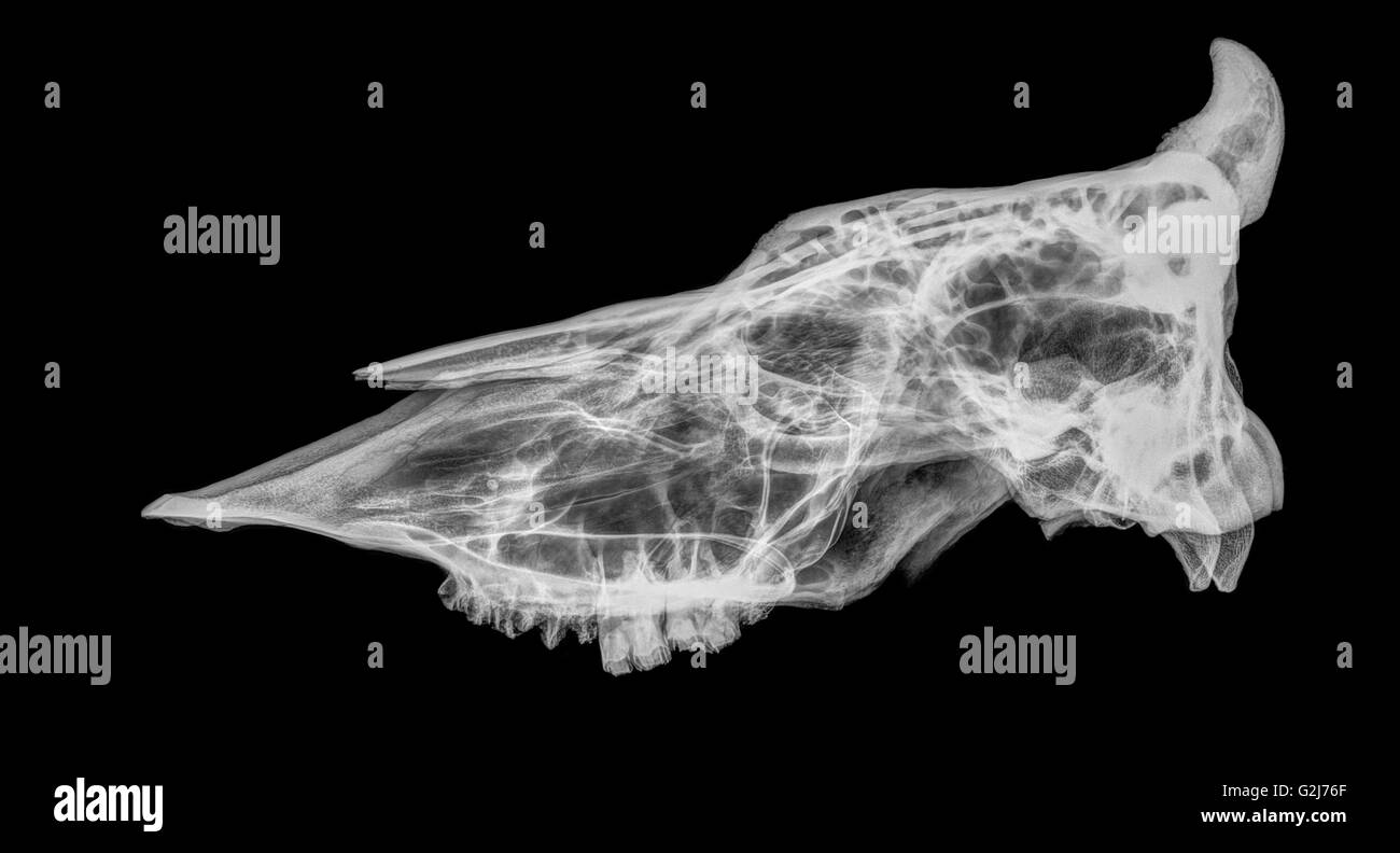 side view X-ray of a skull of a cow on black background Stock Photo - Alamy