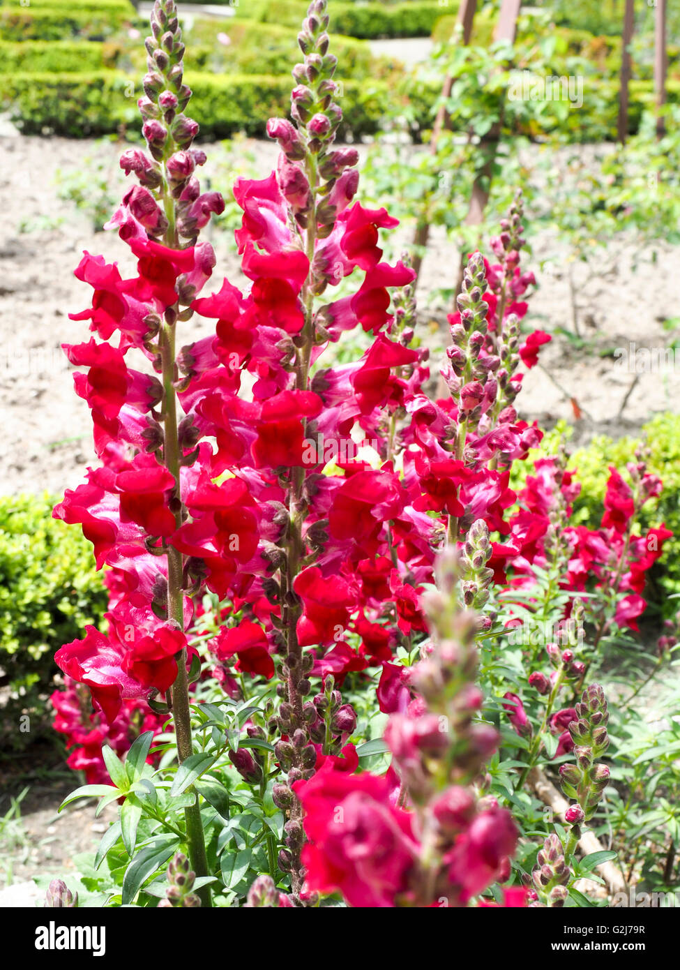 blooming garden flower Photographed in Madrid Botanical Gardens Stock ...