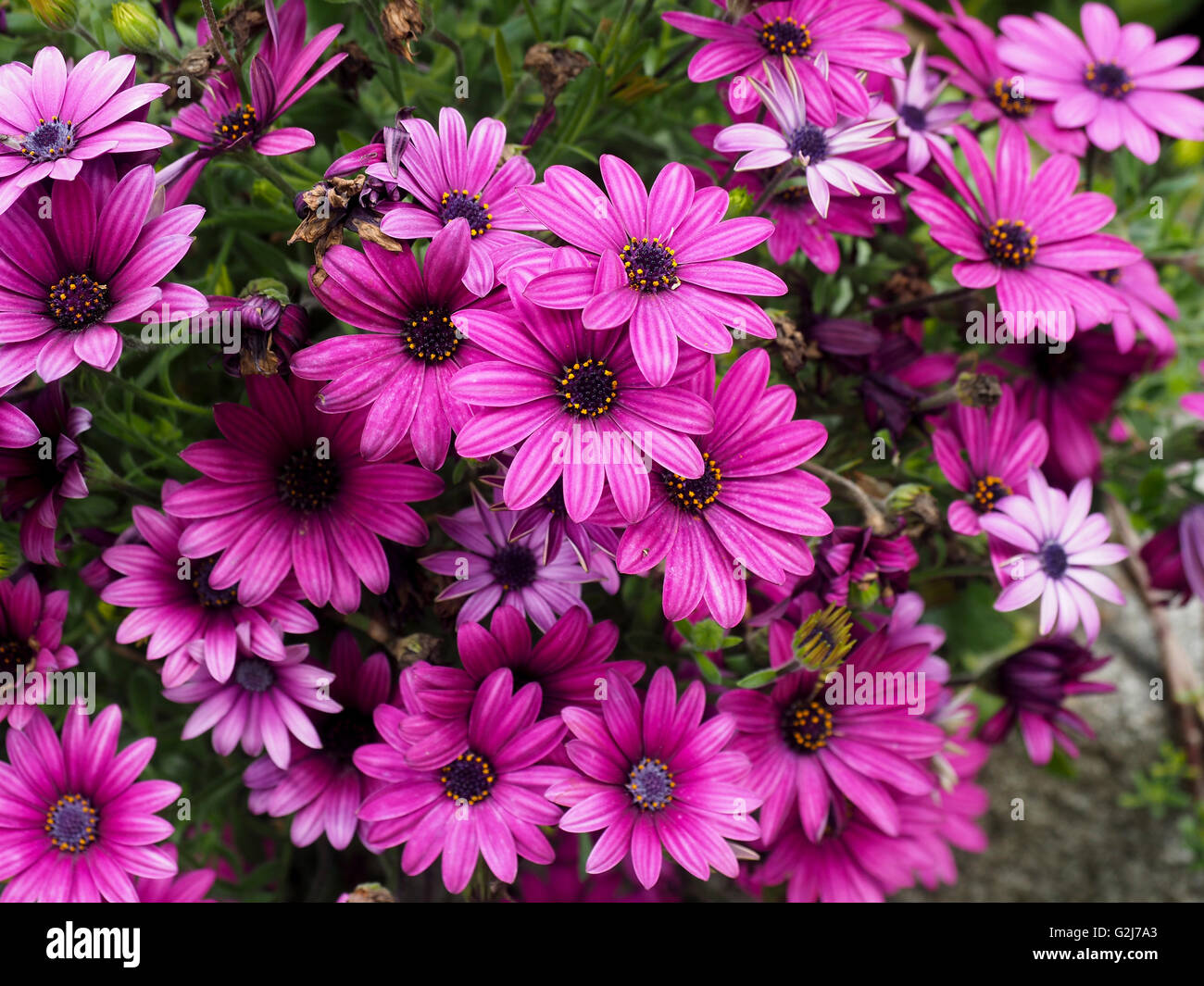 blooming garden flower Photographed in Madrid Botanical Gardens Stock ...