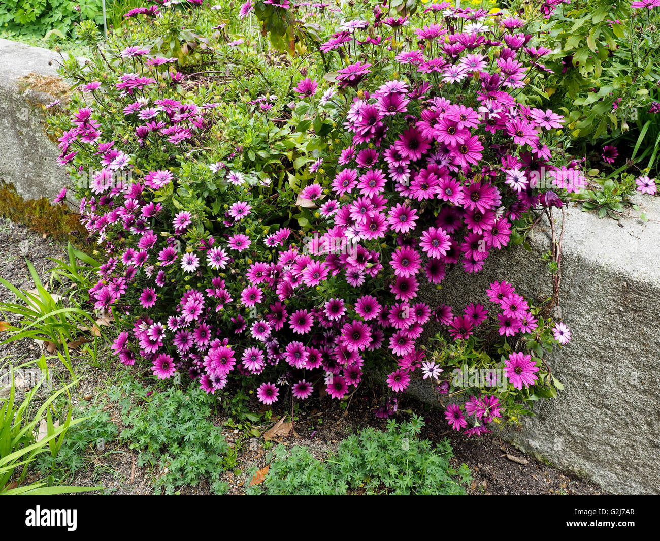 blooming garden flower Photographed in Madrid Botanical Gardens Stock ...