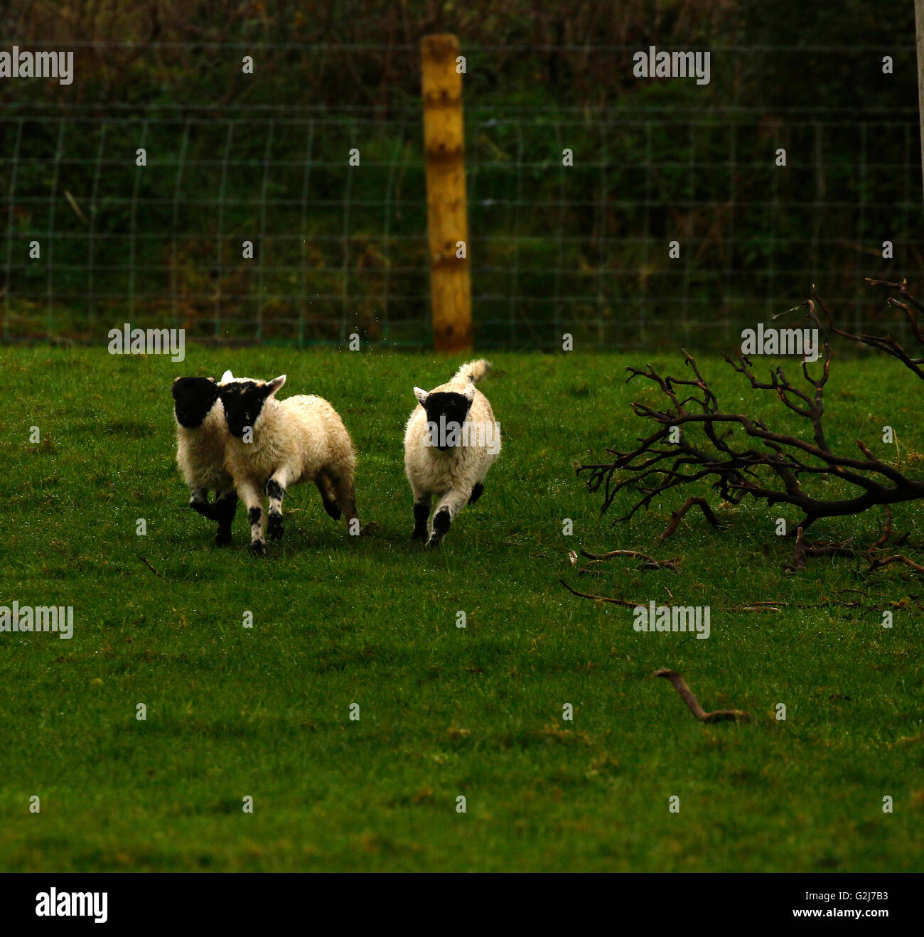 Leaping ram hi-res stock photography and images - Alamy