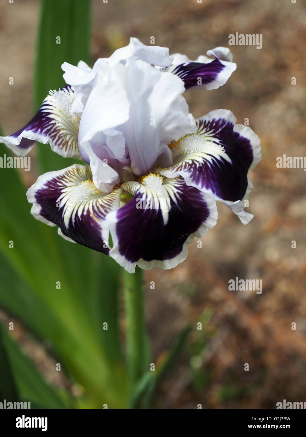 Blooming iris hi-res stock photography and images - Alamy
