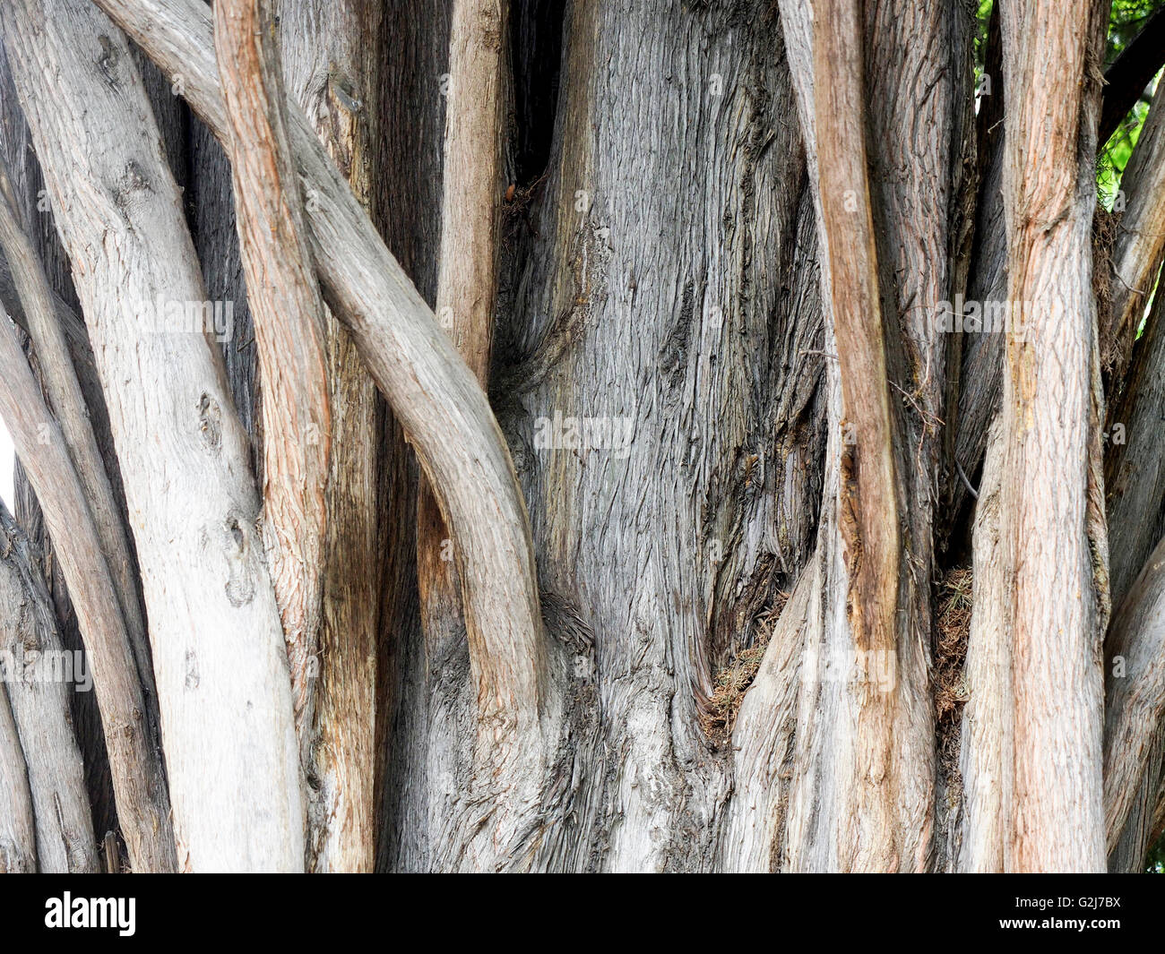 Knotted branches hi-res stock photography and images - Alamy