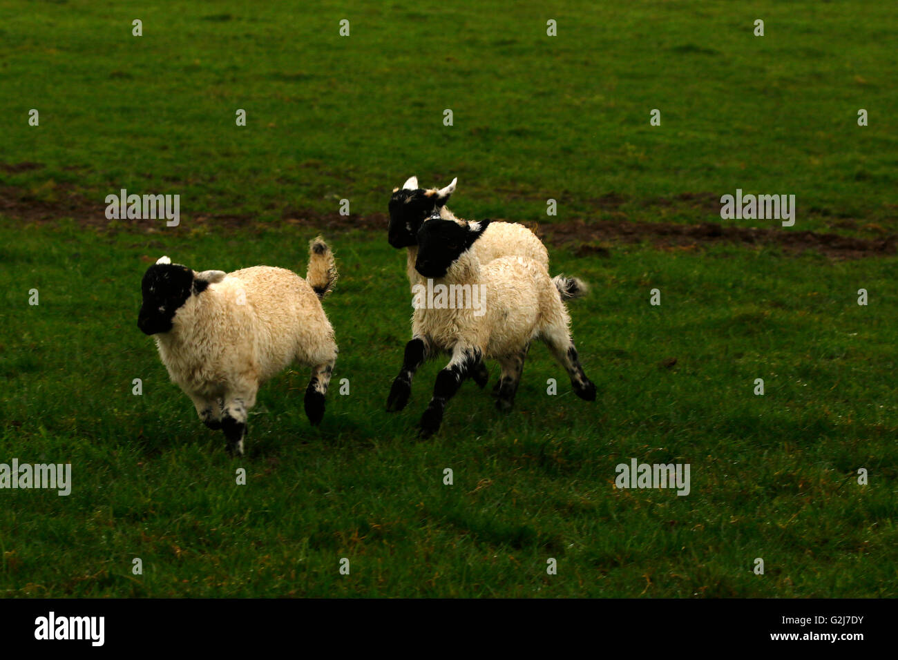 Leaping ram hi-res stock photography and images - Alamy