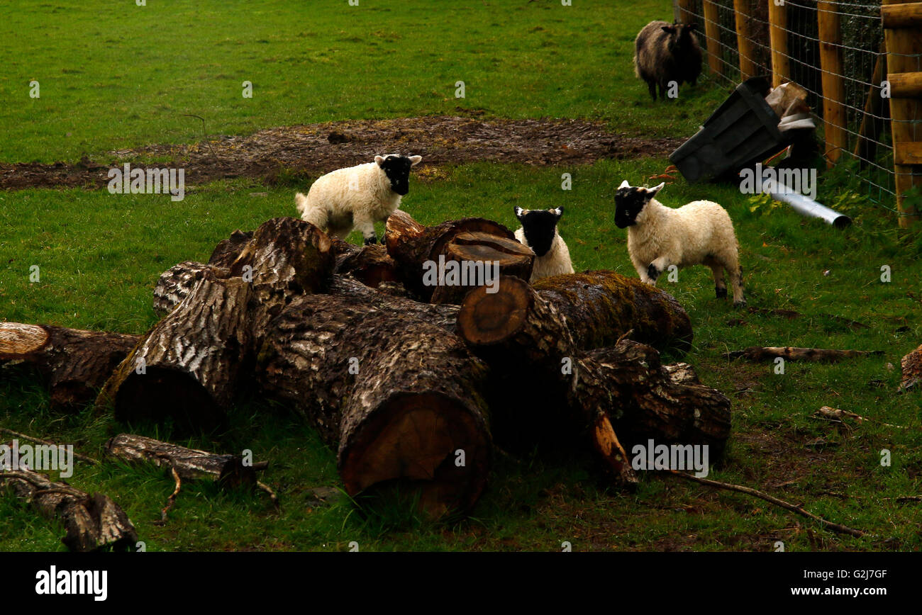 Adorable lambs racing around together playing & having fun leaping off ...