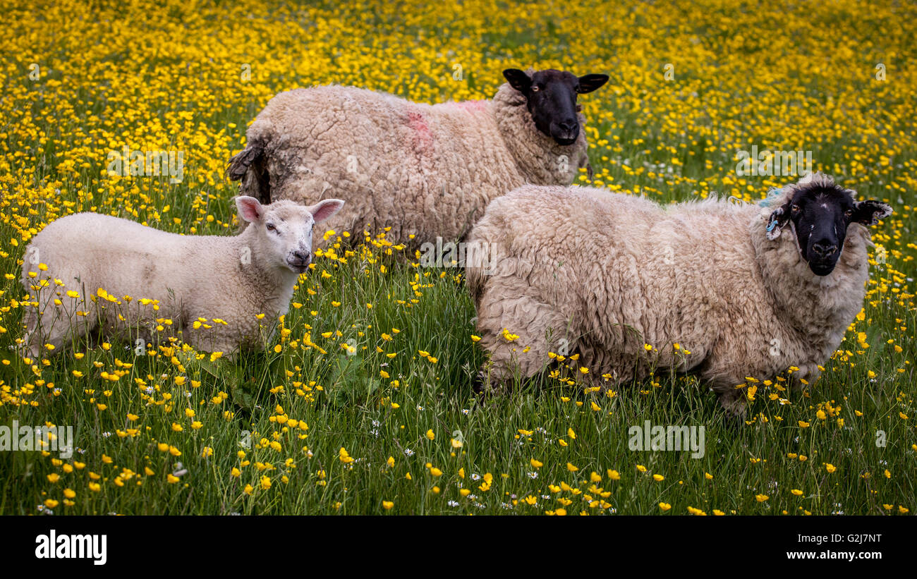 Sheep ram female nobody hi-res stock photography and images - Alamy