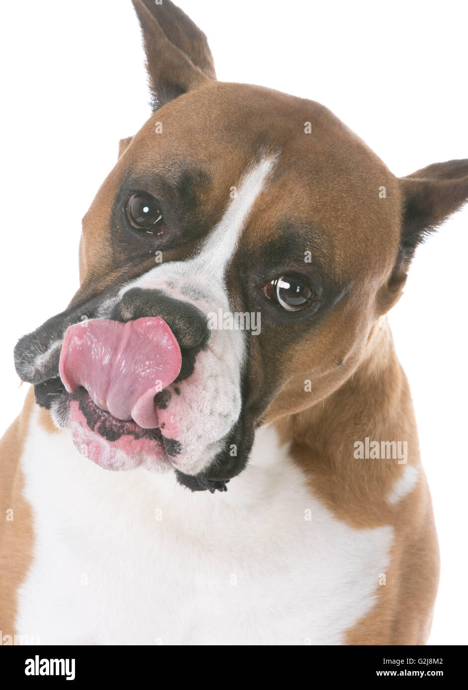 boxer licking lips on white background Stock Photo - Alamy