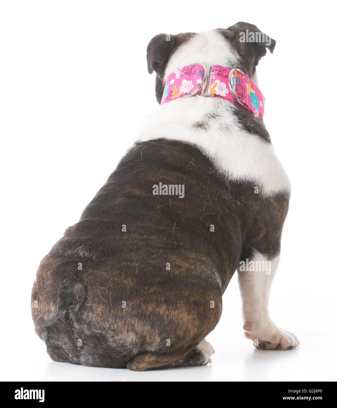 dog sitting looking away from viewer on white background Stock Photo ...