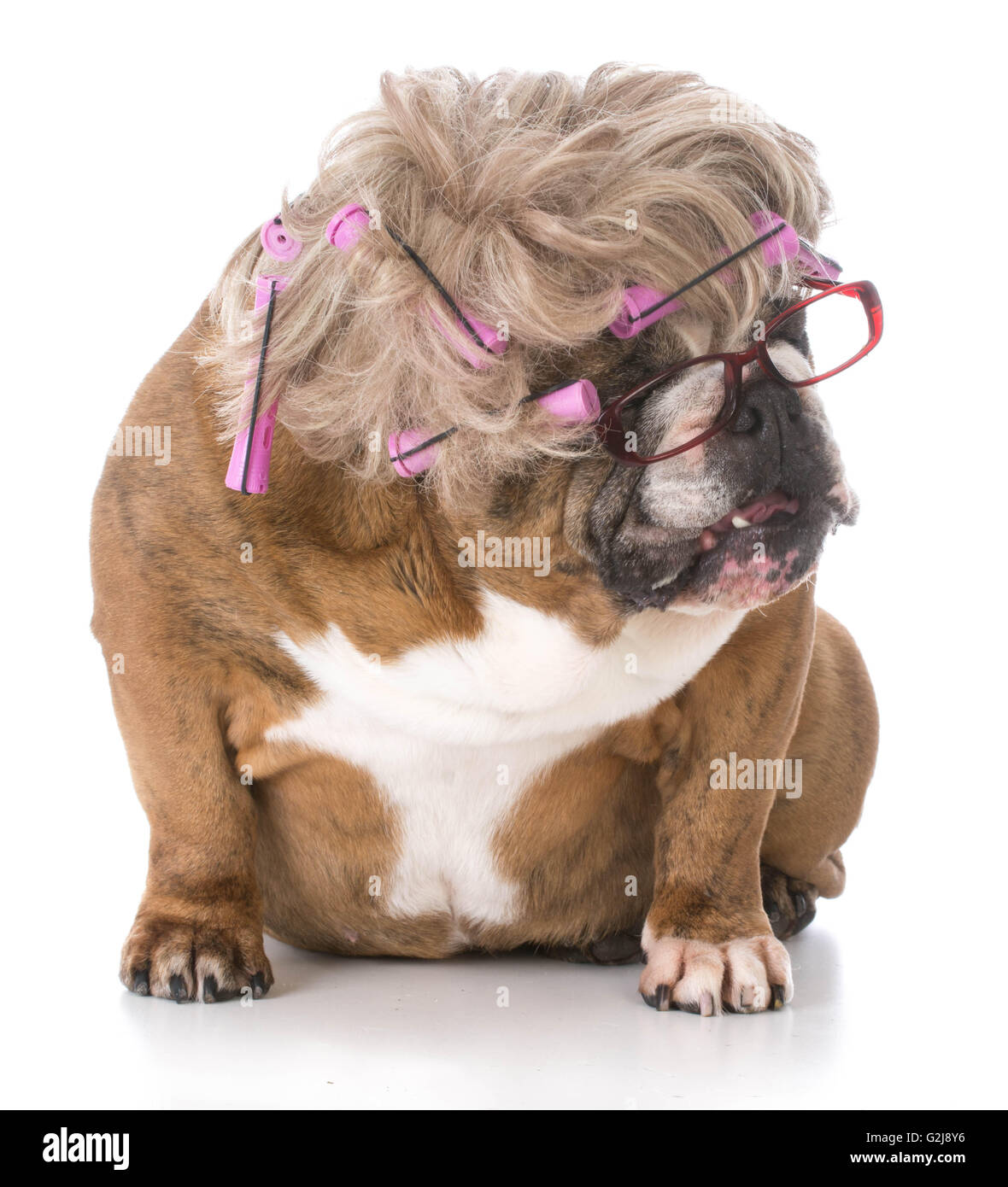 female english bulldog wearing wig with hair rollers on white ...