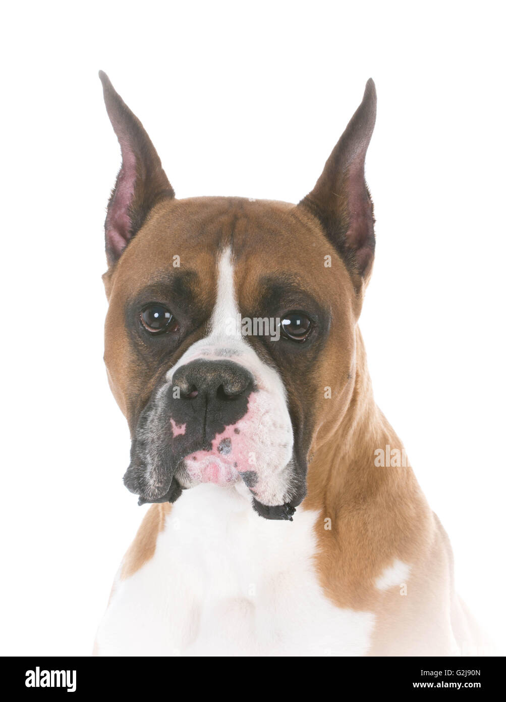 Boxer Dog Working High Resolution Stock Photography and Images - Alamy