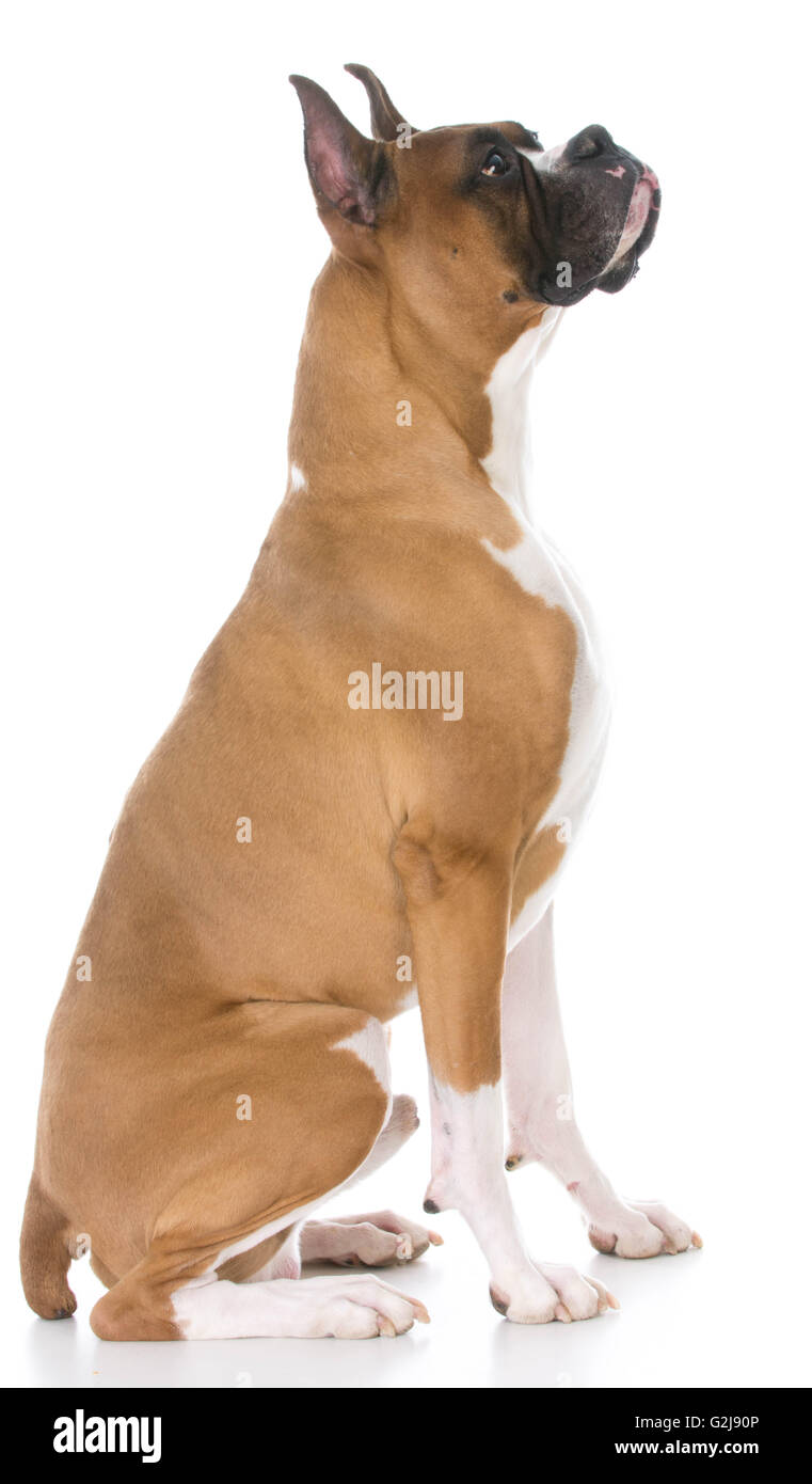 boxer sitting looking up on white background Stock Photo - Alamy
