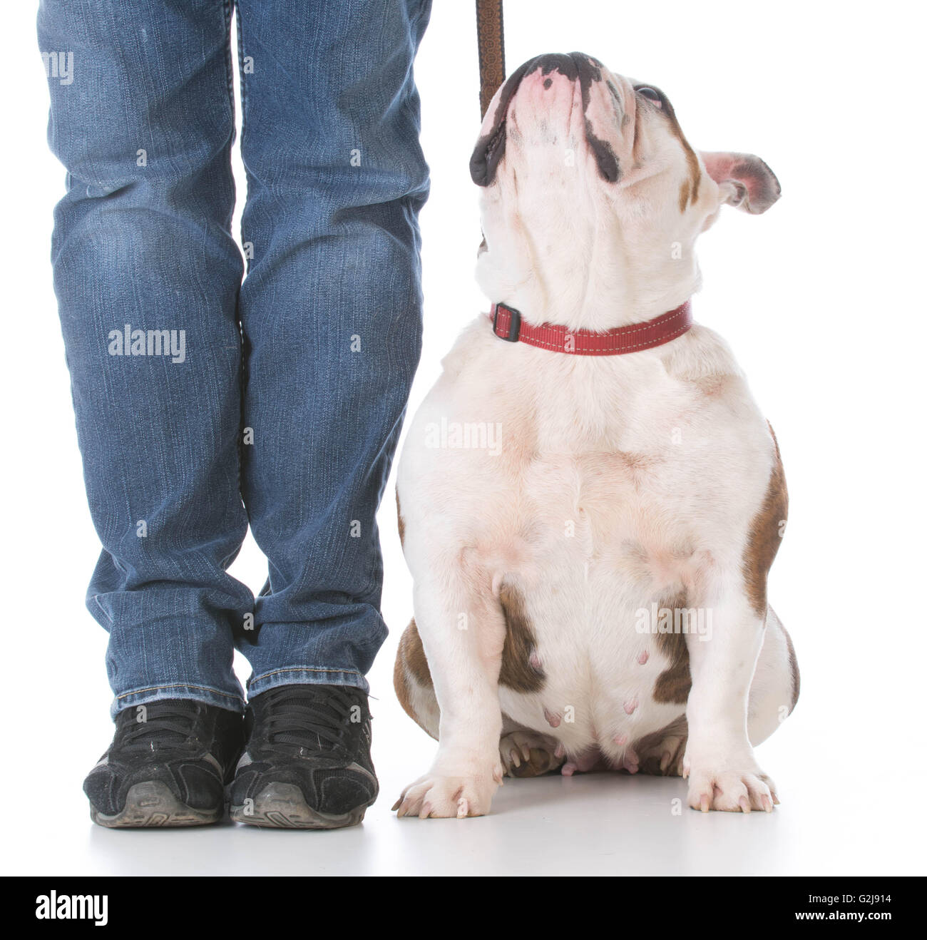 Dog sitting beside owner hi-res stock photography and images - Alamy