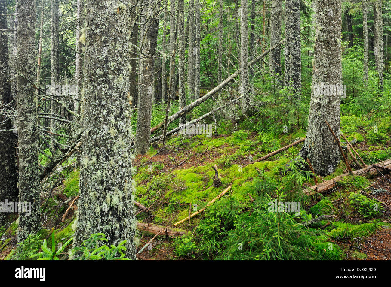Acadian Forest Stock Photos & Acadian Forest Stock Images - Alamy