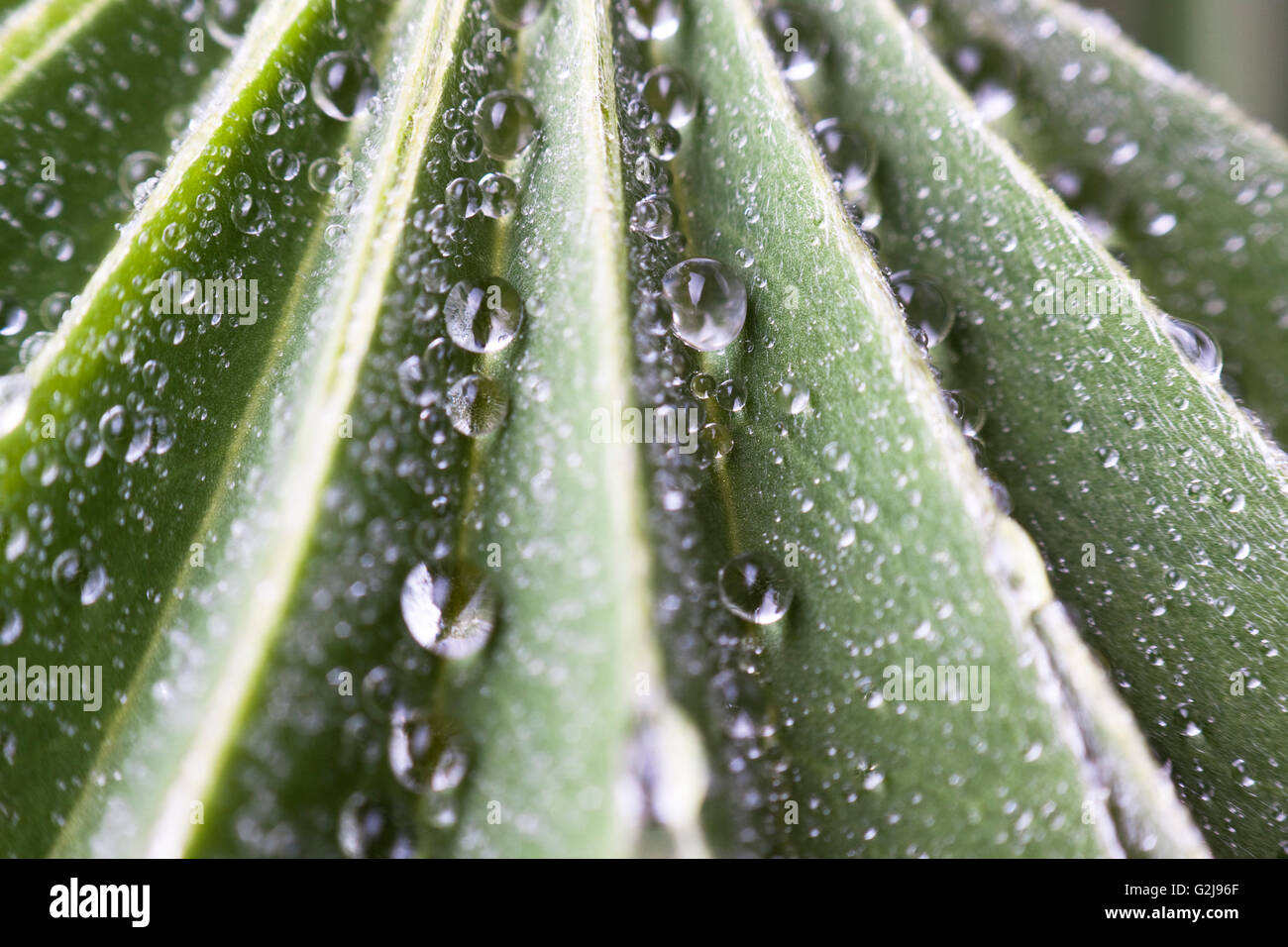 small water drops on a green leave closeup macro shot Stock Photo - Alamy