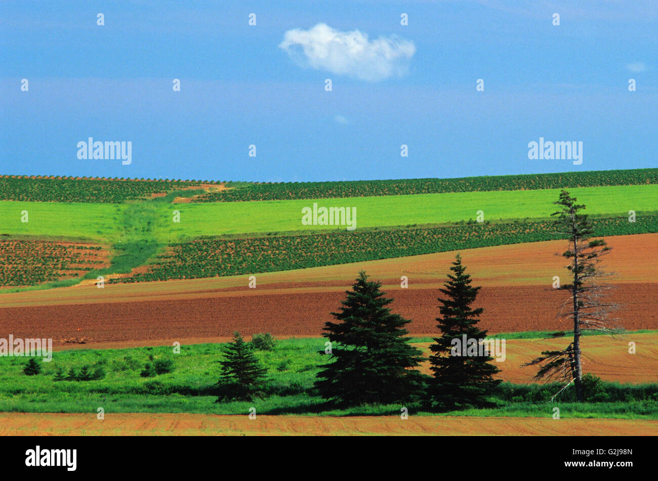 farmer's fields in spring Margate Prince Edward Island Canada Stock ...