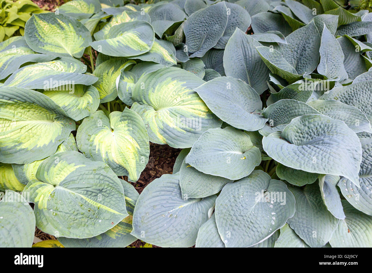 Hostas, Hosta "Color Glory", and Hosta "Blue Mammoth" with big leaves ...