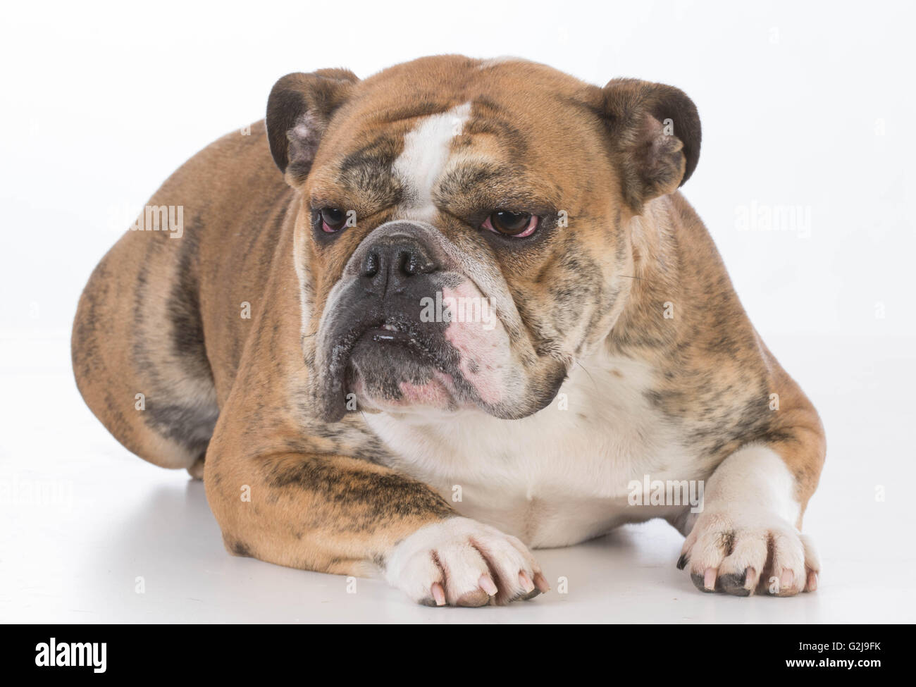 english bulldog laying down looking at viewer on white background Stock ...