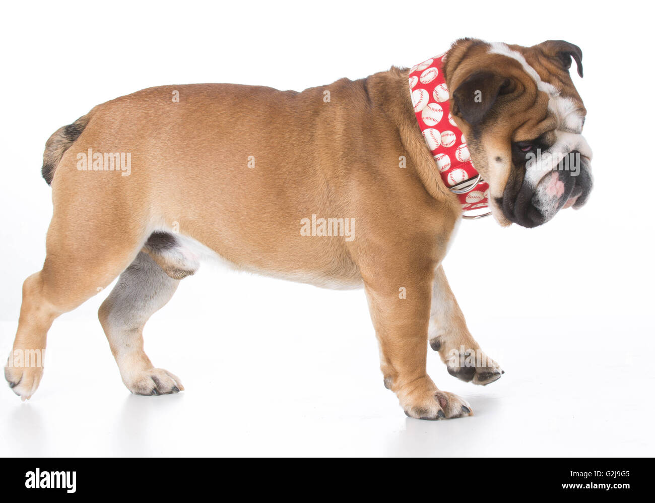 Pet dog running on Cut Out Stock Images & Pictures - Alamy