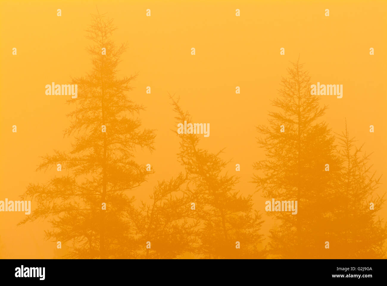 Eastern larch (tamarack) trees in morning fog Corner Brook Newfoundland ...