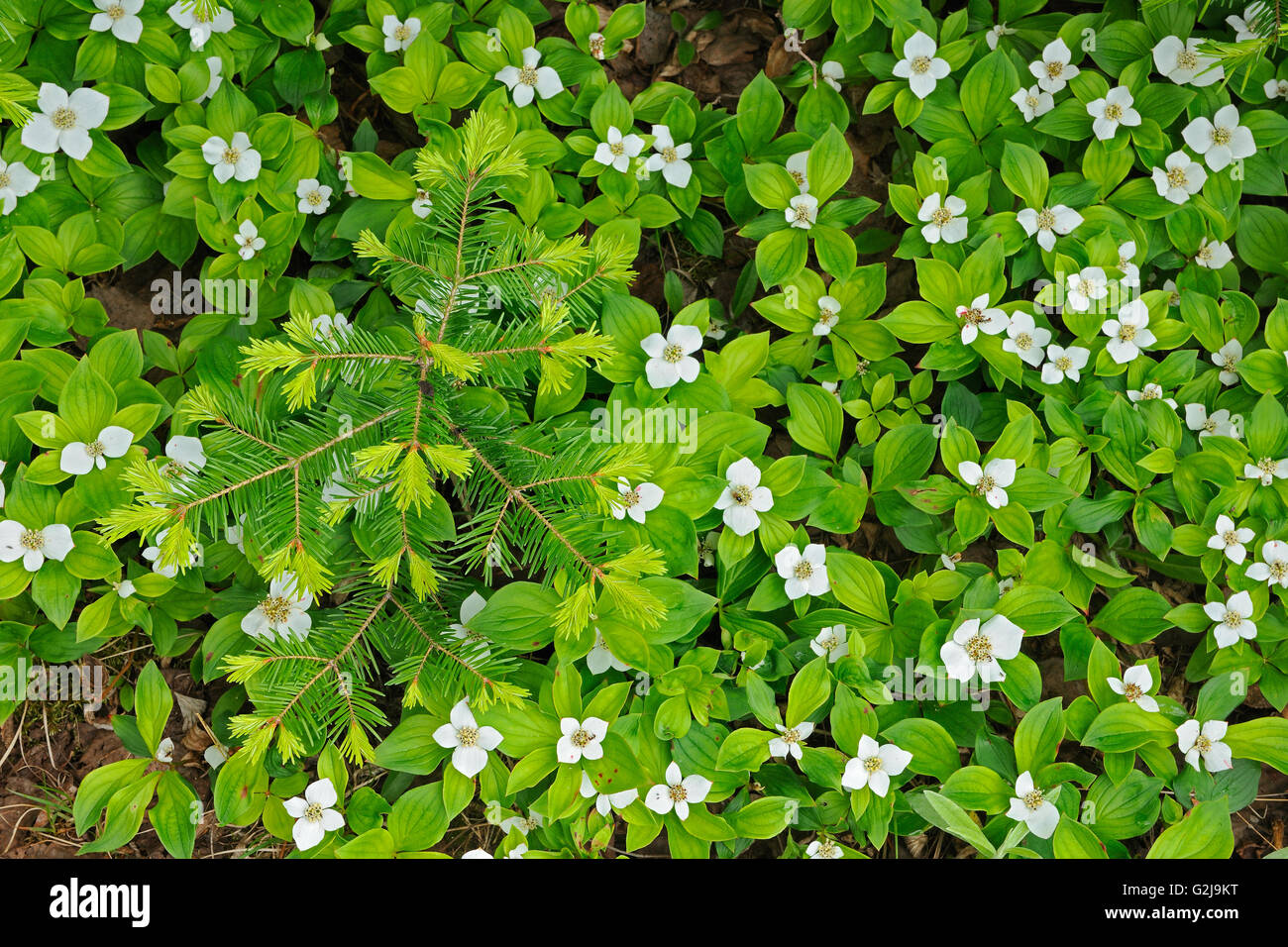 Bunchberries (Cornus canadensis) at edge of boreal forest Petit Lac A ...