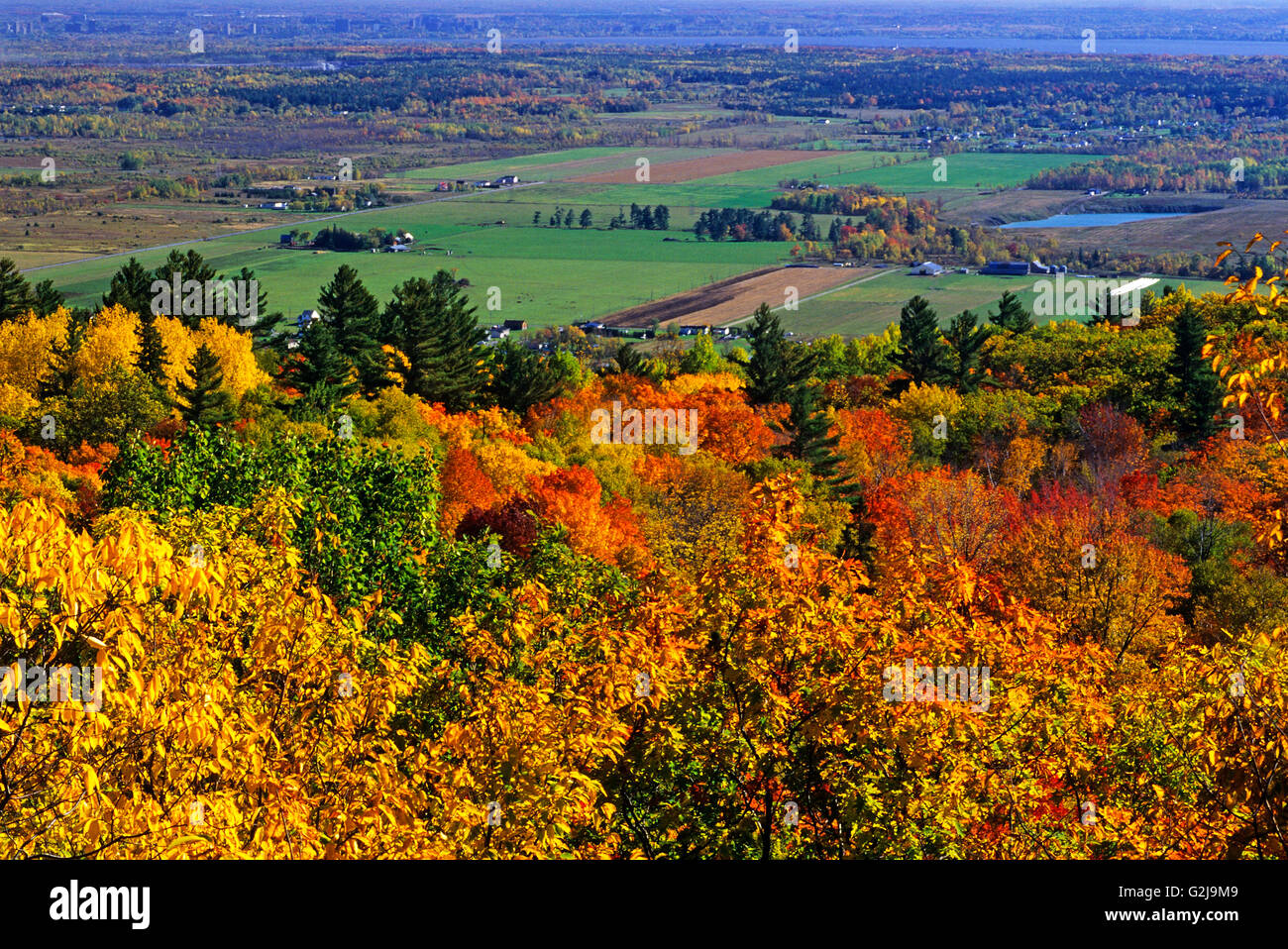 sugar maples in autumn splendor looking over the Ottawa Valley Gatineau ...