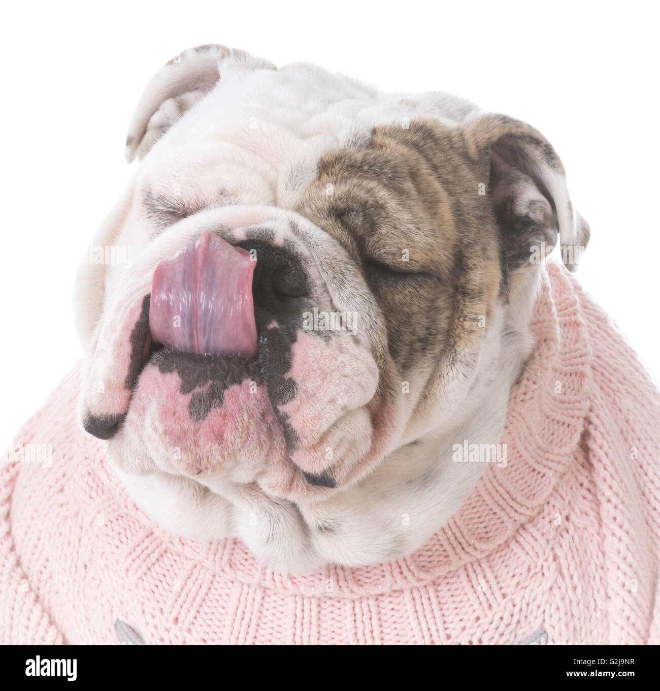 female english bulldog wearing a pink sweater on white background Stock ...
