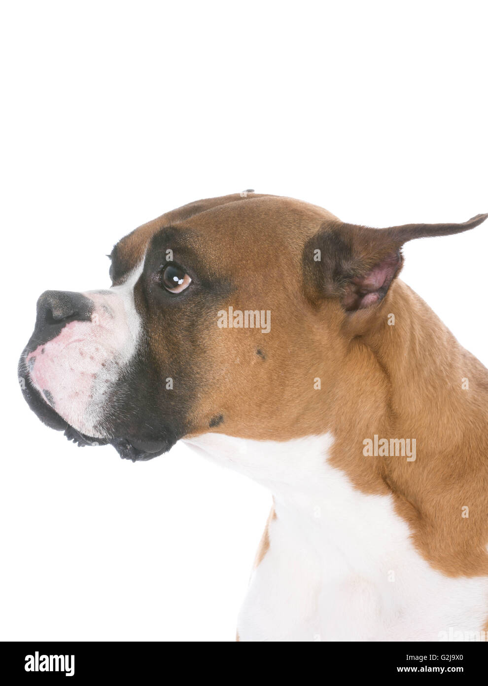 boxer with sad or sorrowful expression on white background Stock Photo ...