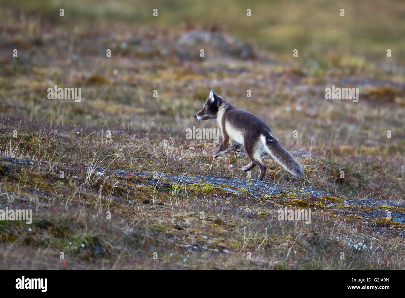 Arctic fox, Vulpes lagopus, Running on the tundra, Svalbard, Norway ...