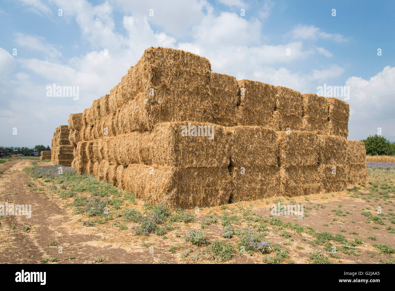 Wheat haystack in field Stock Photo - Alamy