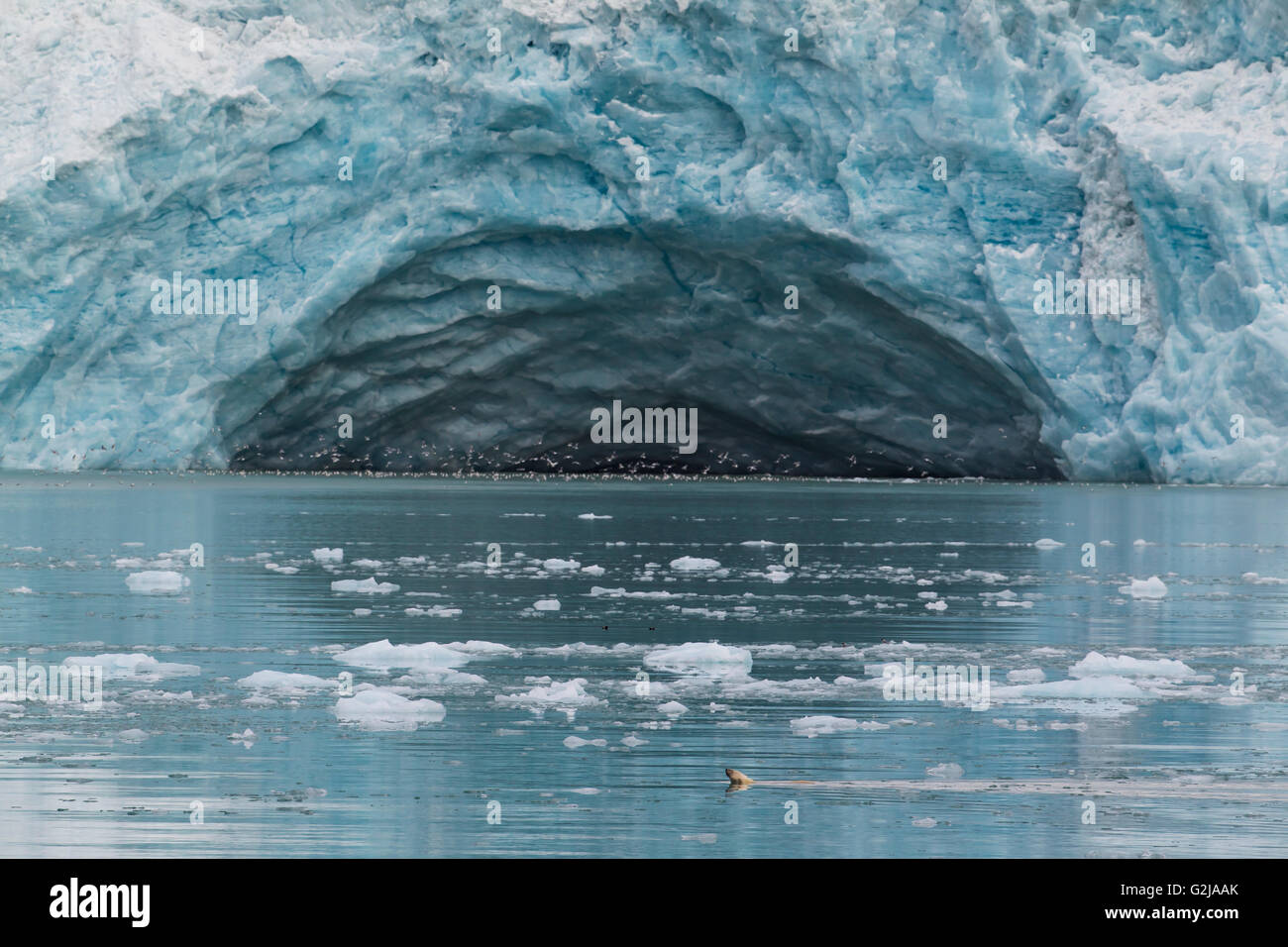 Polar bear, Ursus maritimus, Hunting in front of a glacier, Svalbard ...