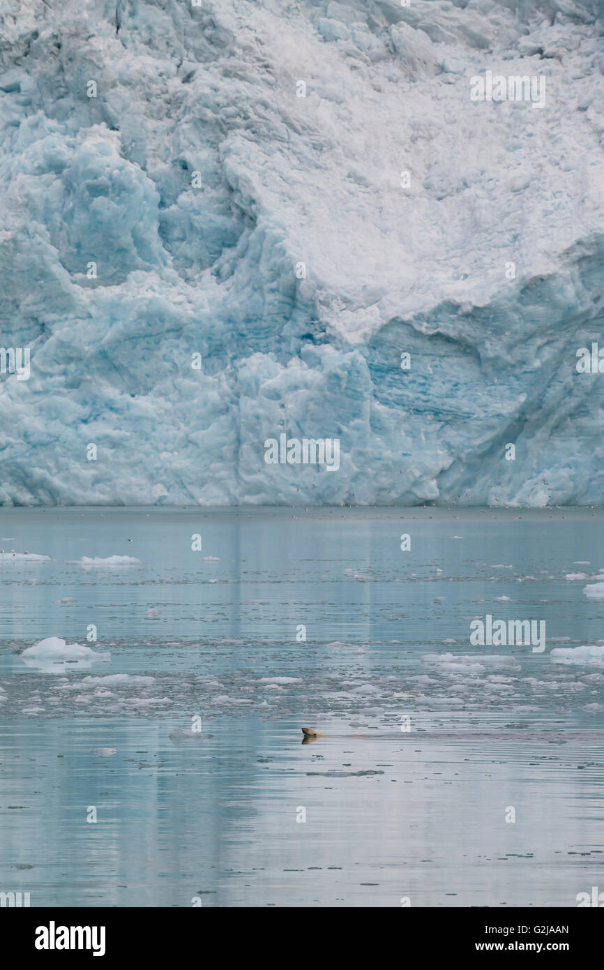 Polar bear, Ursus maritimus, Hunting in front of a glacier, Svalbard ...
