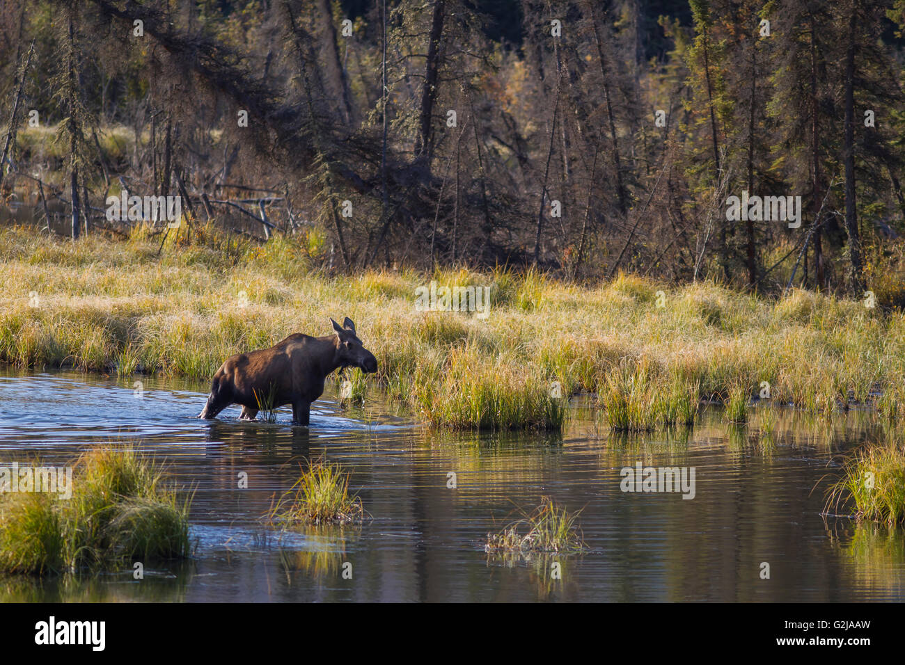 Moose, alces alces, In a lake, Alaska Stock Photo - Alamy