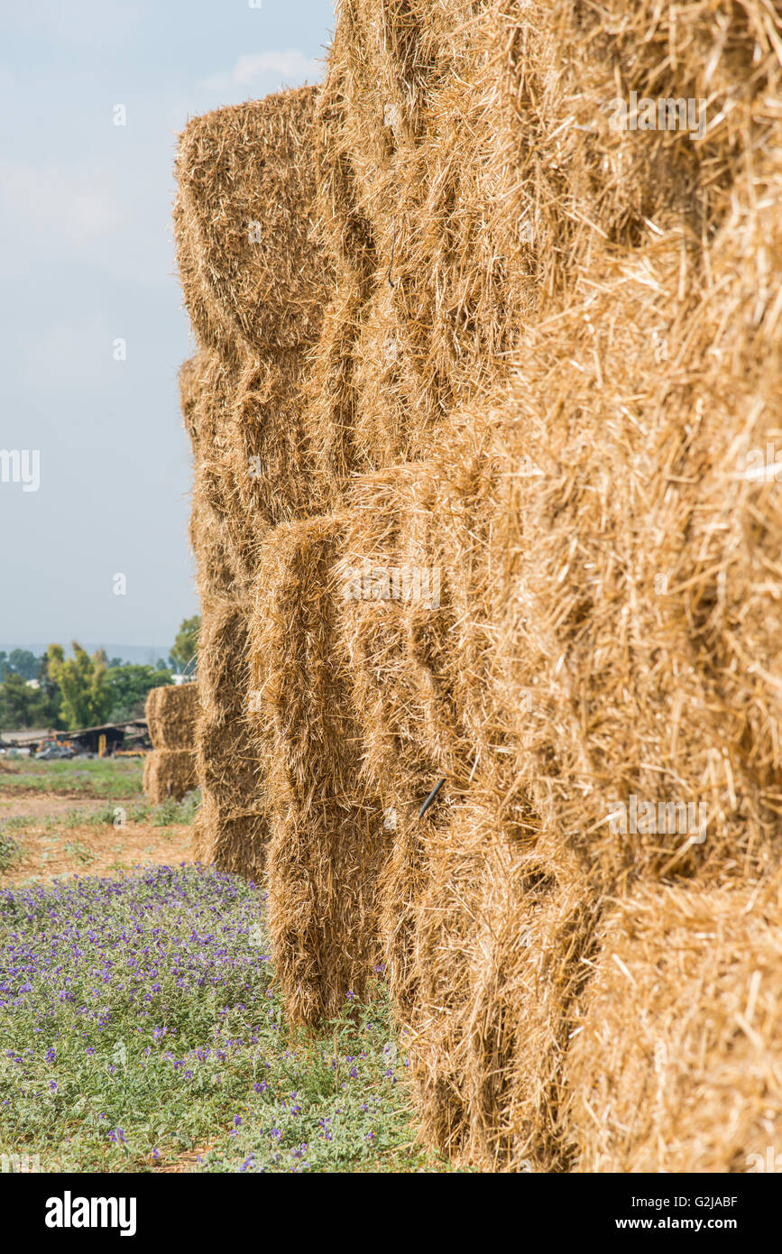 Wheat haystack in field Stock Photo - Alamy