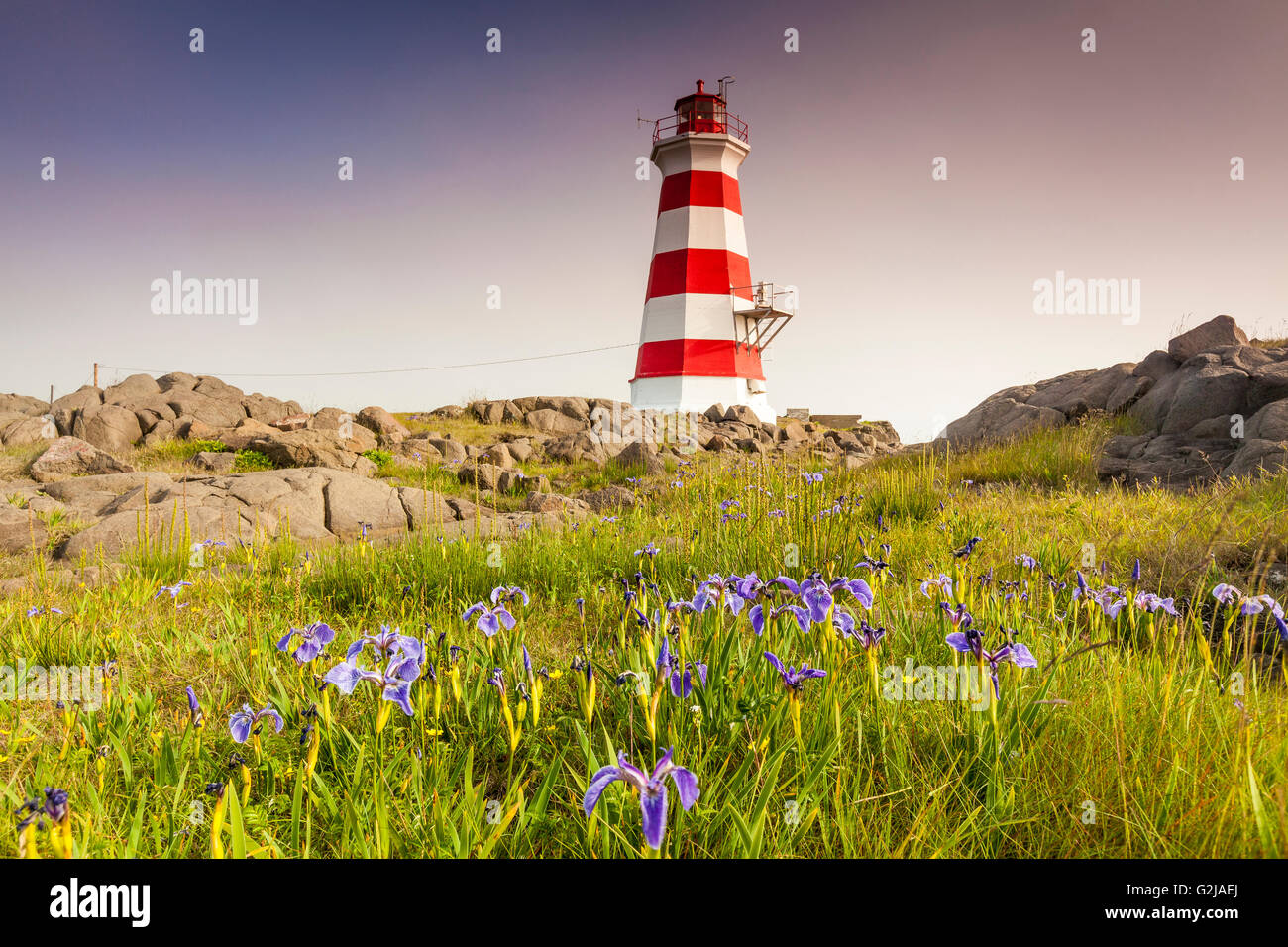 Blue flag iris hi-res stock photography and images - Alamy