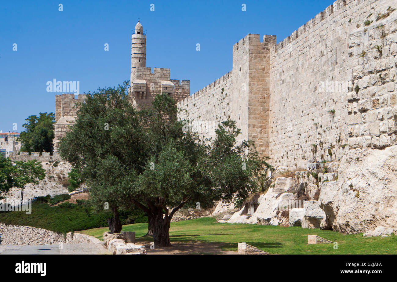 jerusalem defence wall and david tower with an olive tree and green ...