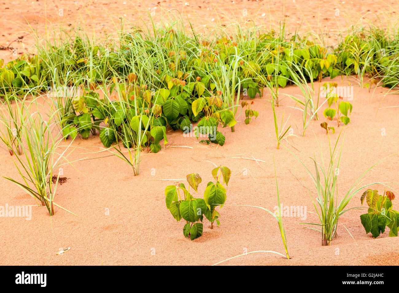 Poison ivy plants hi-res stock photography and images - Alamy