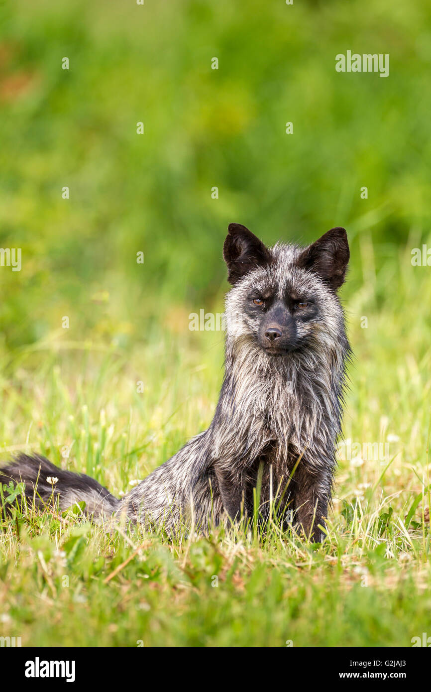 Melanistic Form High Resolution Stock Photography and Images - Alamy