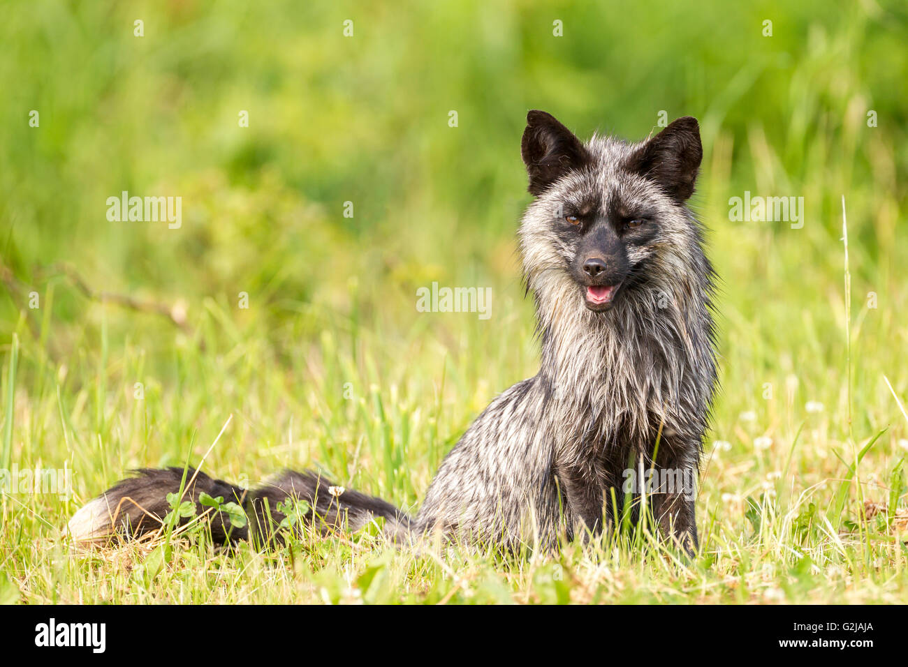 Melanistic Stock Photos & Melanistic Stock Images - Alamy