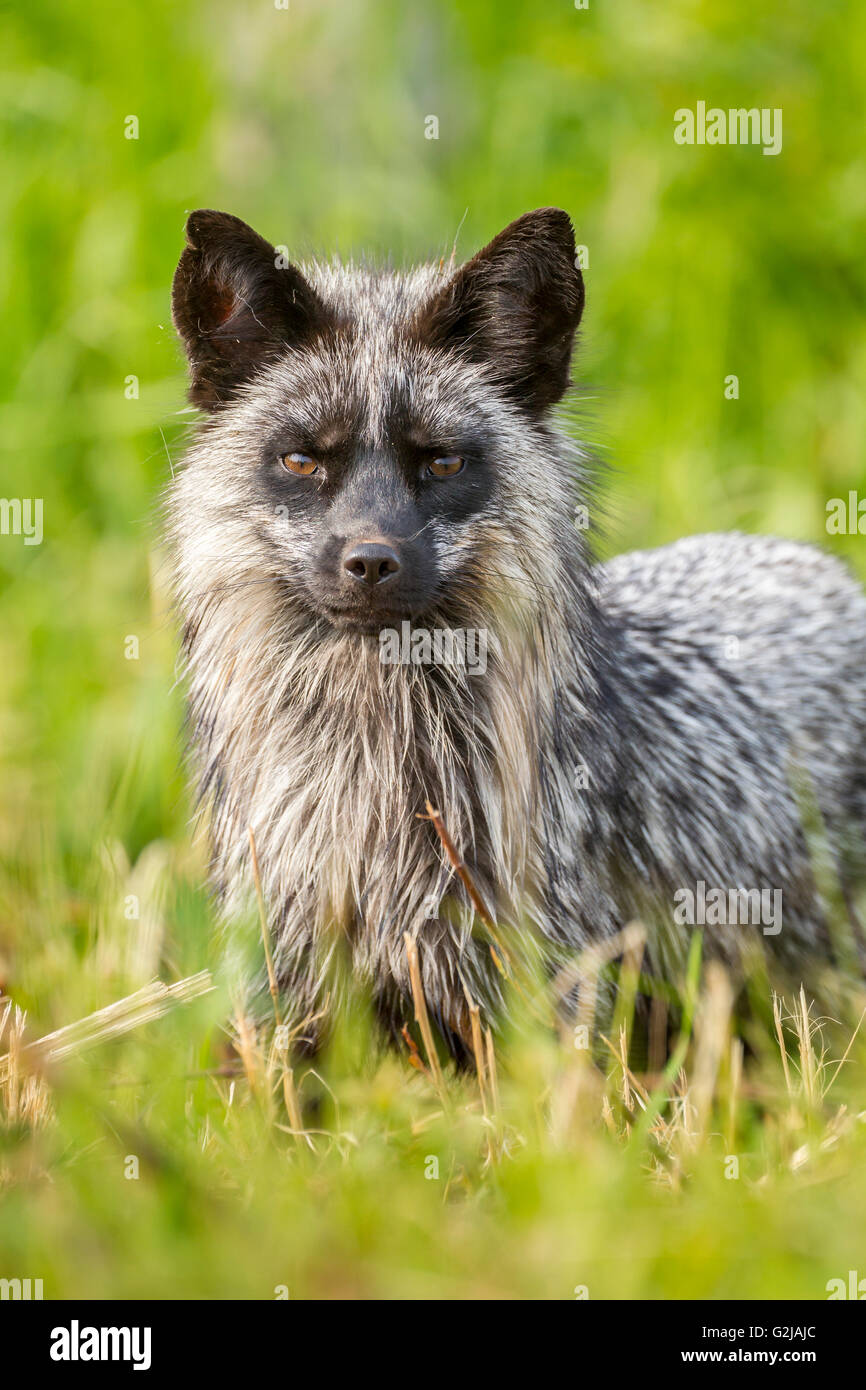 Melanistic form hi-res stock photography and images - Alamy