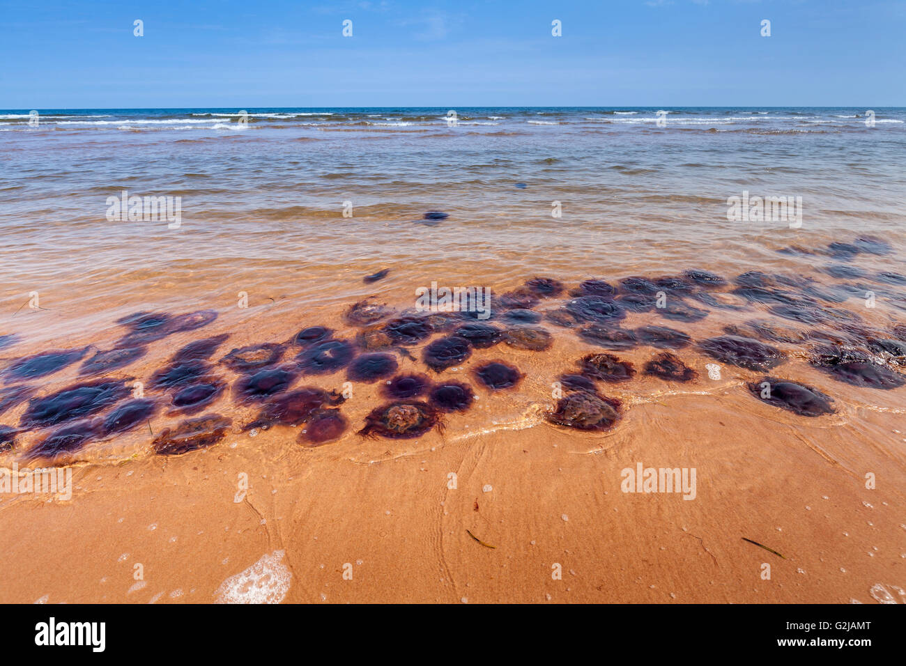 Arctic Red Jellyfish