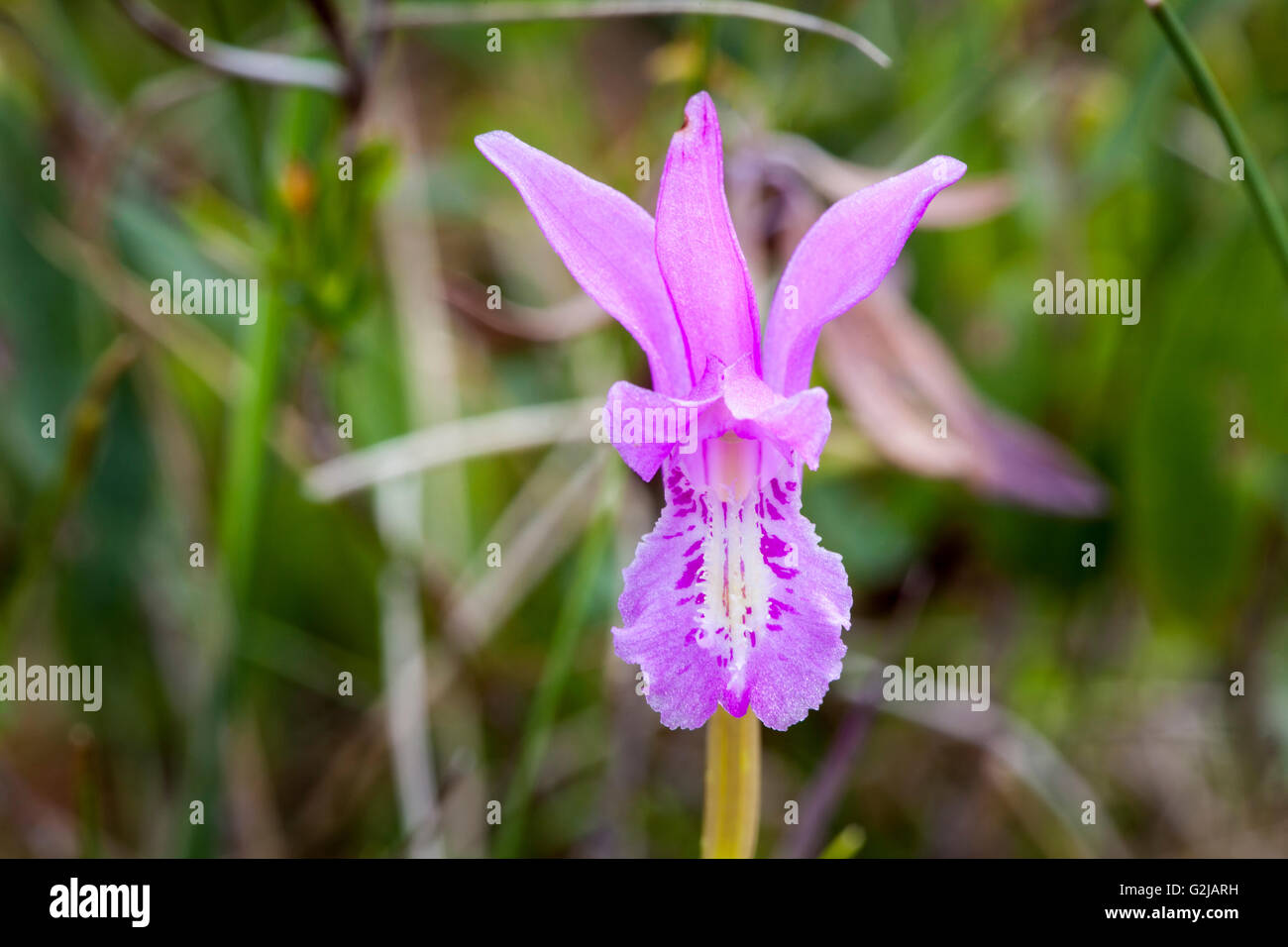 Swamp orchid hi-res stock photography and images - Alamy