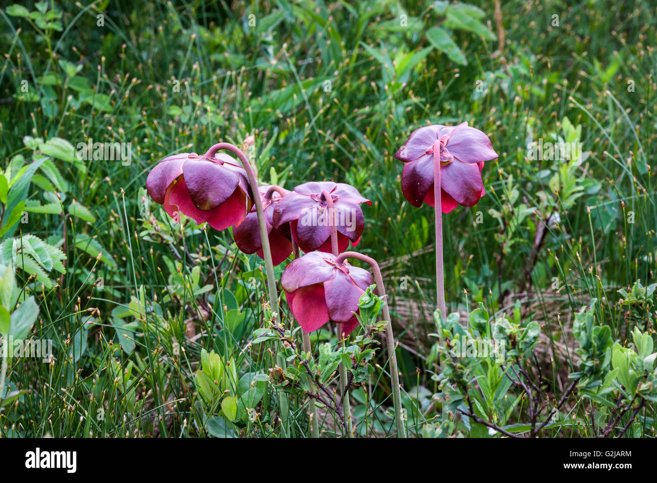Pitcher plant sarracenia purpurea hi-res stock photography and images ...