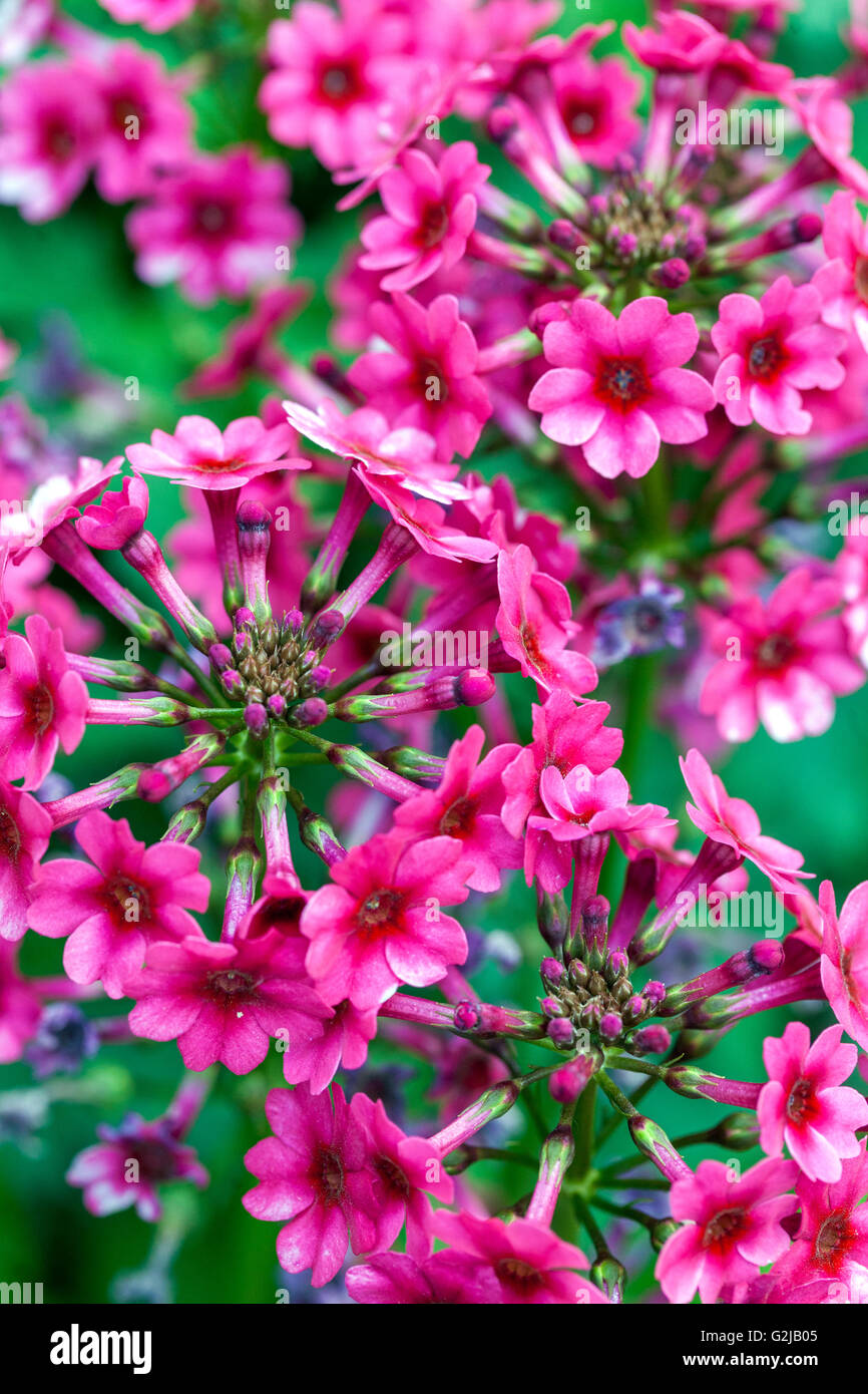 Primula japonica 'Miller's Crimson', pink japanese primrose Stock Photo ...