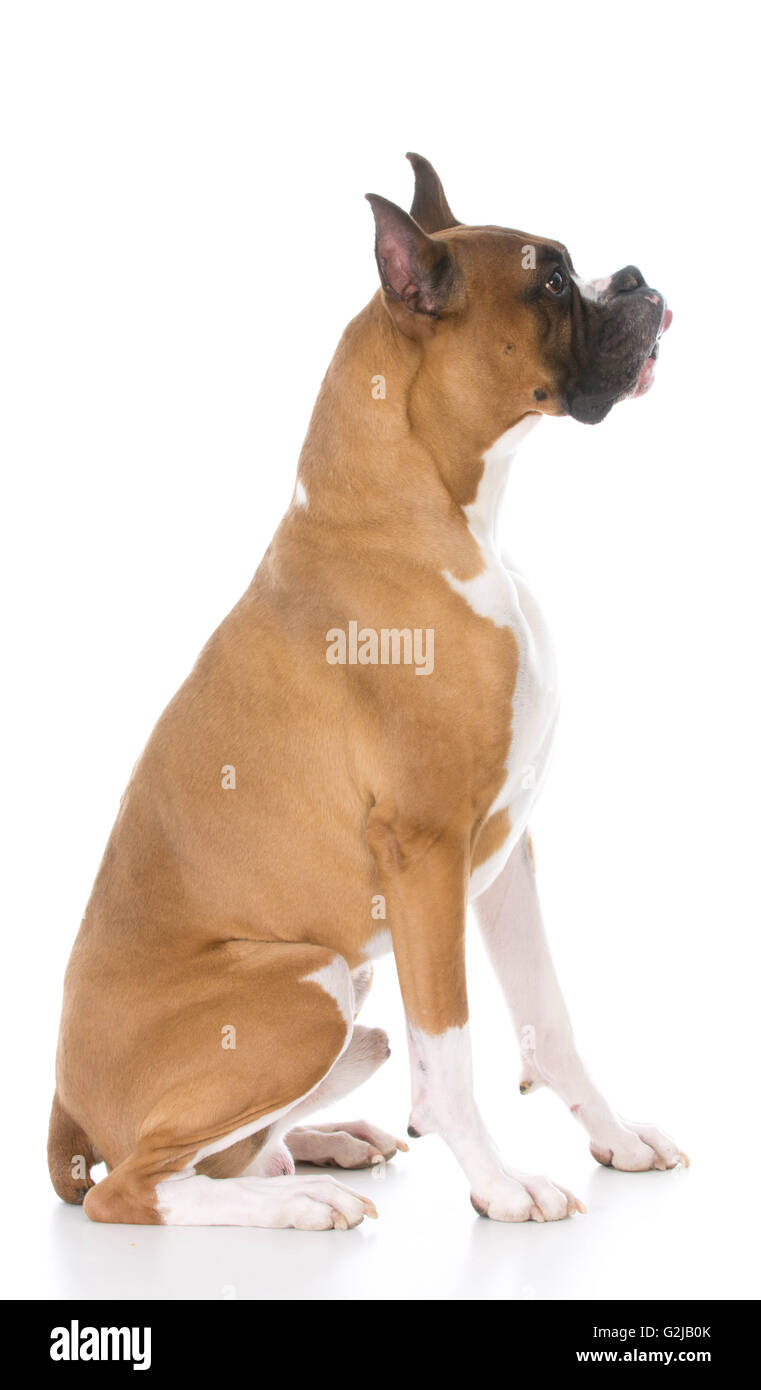 boxer sitting on white background Stock Photo - Alamy